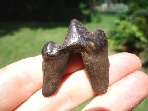 TOP QUALITY DIRE WOLF CARNASSIAL MOLAR TOOTH FLORIDA FOSSILS ICE AGE ...