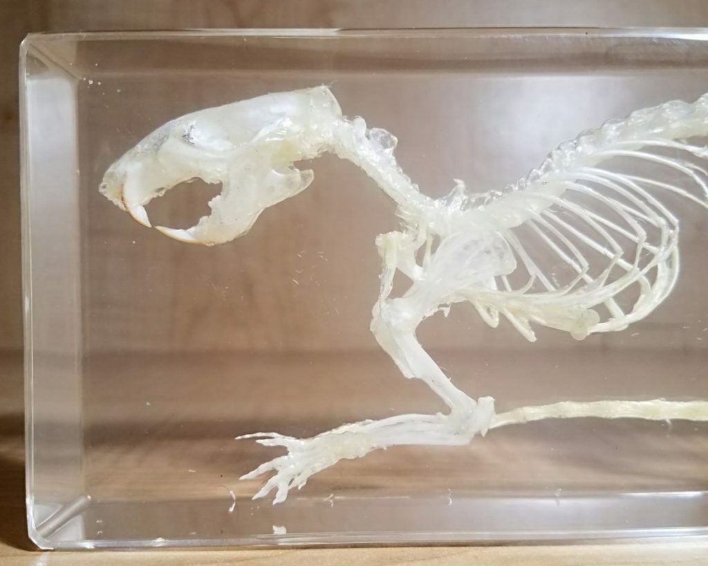 Rat Skeleton in Resin, Real Rat Skull, Lucite, Oddities, Rattus ...