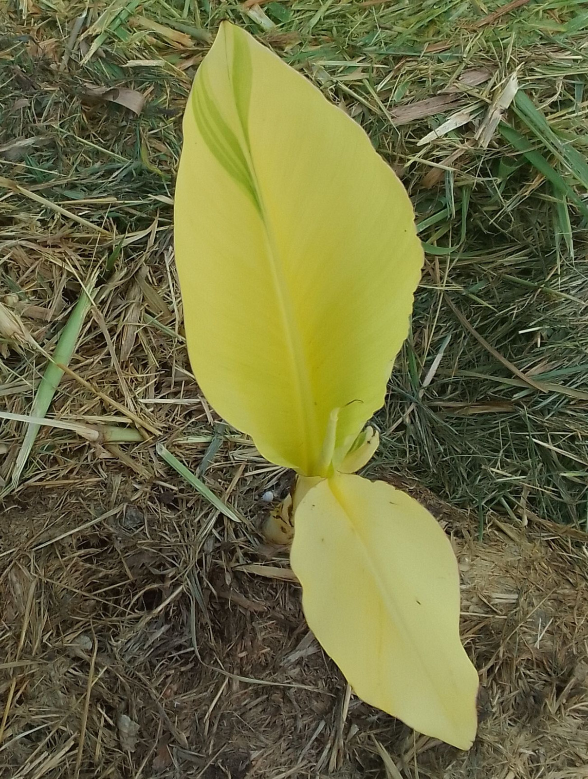 Yellow Variegated Musa Acuminata 'Golden Tiger' Banana Seeds - Pack of ...