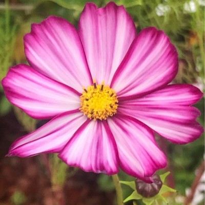 Cosmos plug plants X12 FREE Delivery preorder end of march 6 different ...