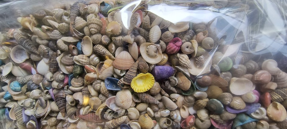 Seashell Lot Over 3 Pounds Each Crafting Decorative Tiny Shells Colored ...