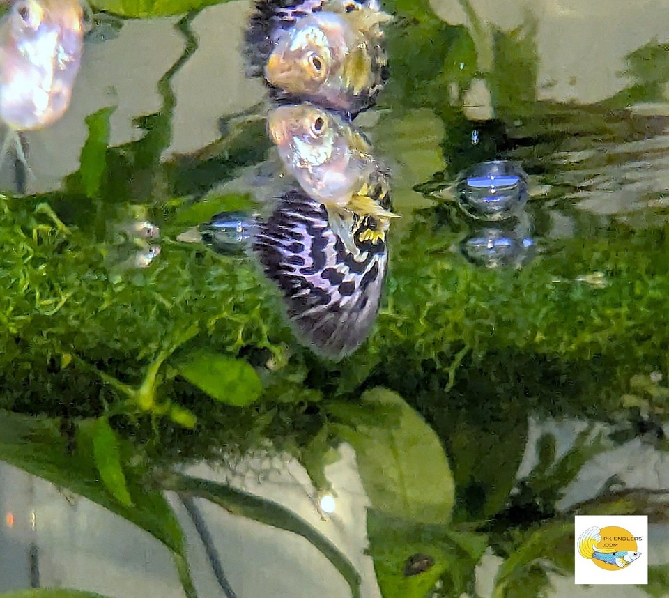 PK Endlers - WILD IRIS/PURPLE IVORY MOSAIC GUPPY - CHOOSE OPTIONS | eBay