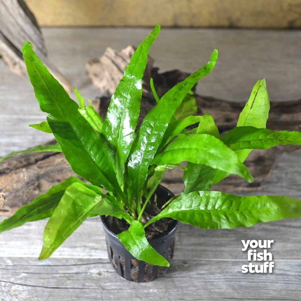 Java Fern Microsorum pteropus Live Aquarium Plant **Buy 1 Get 1 50% OFF ...