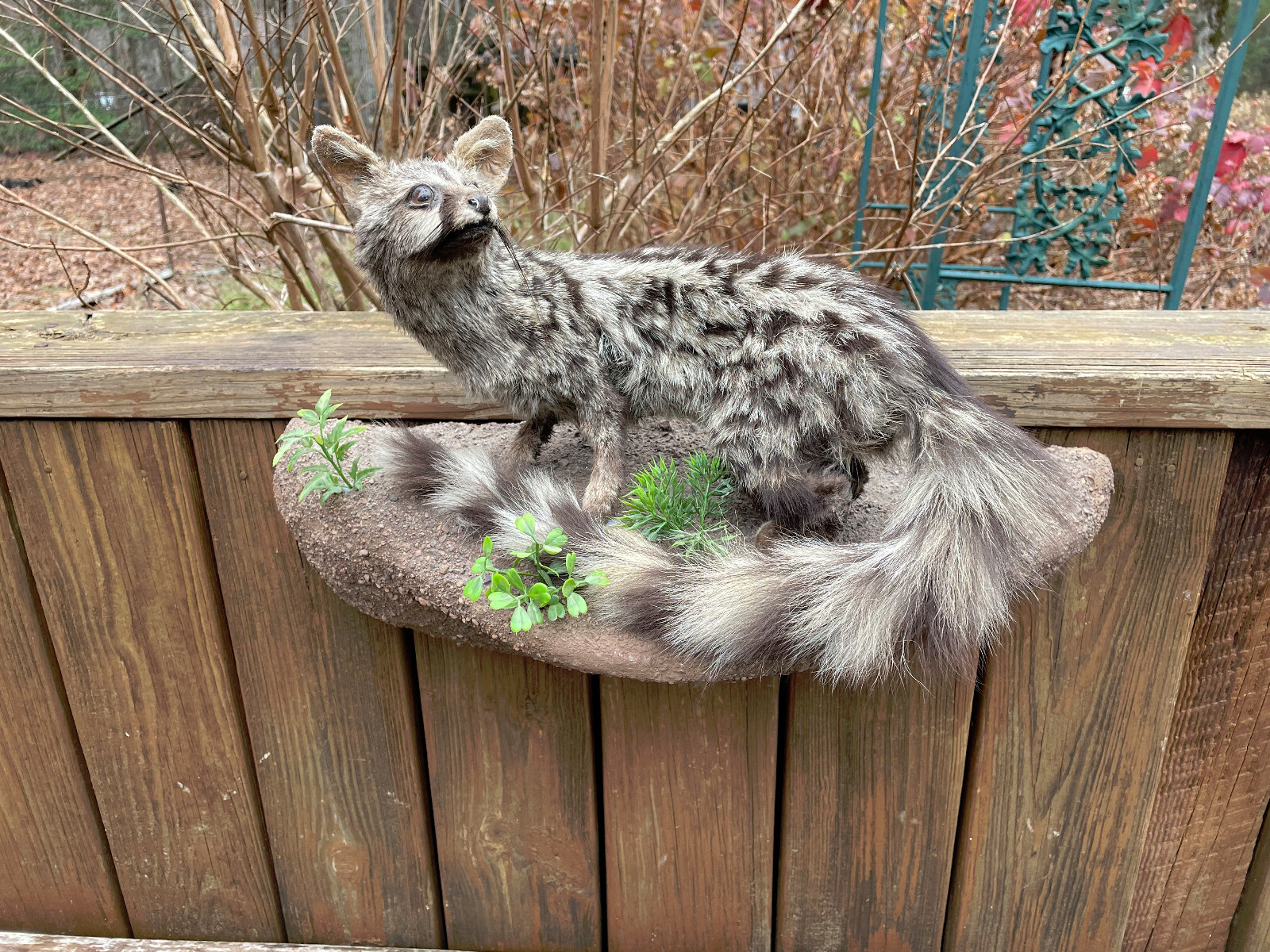 Rare, Beautiful little Small Spotted GENET full body Mount AFRICA ...