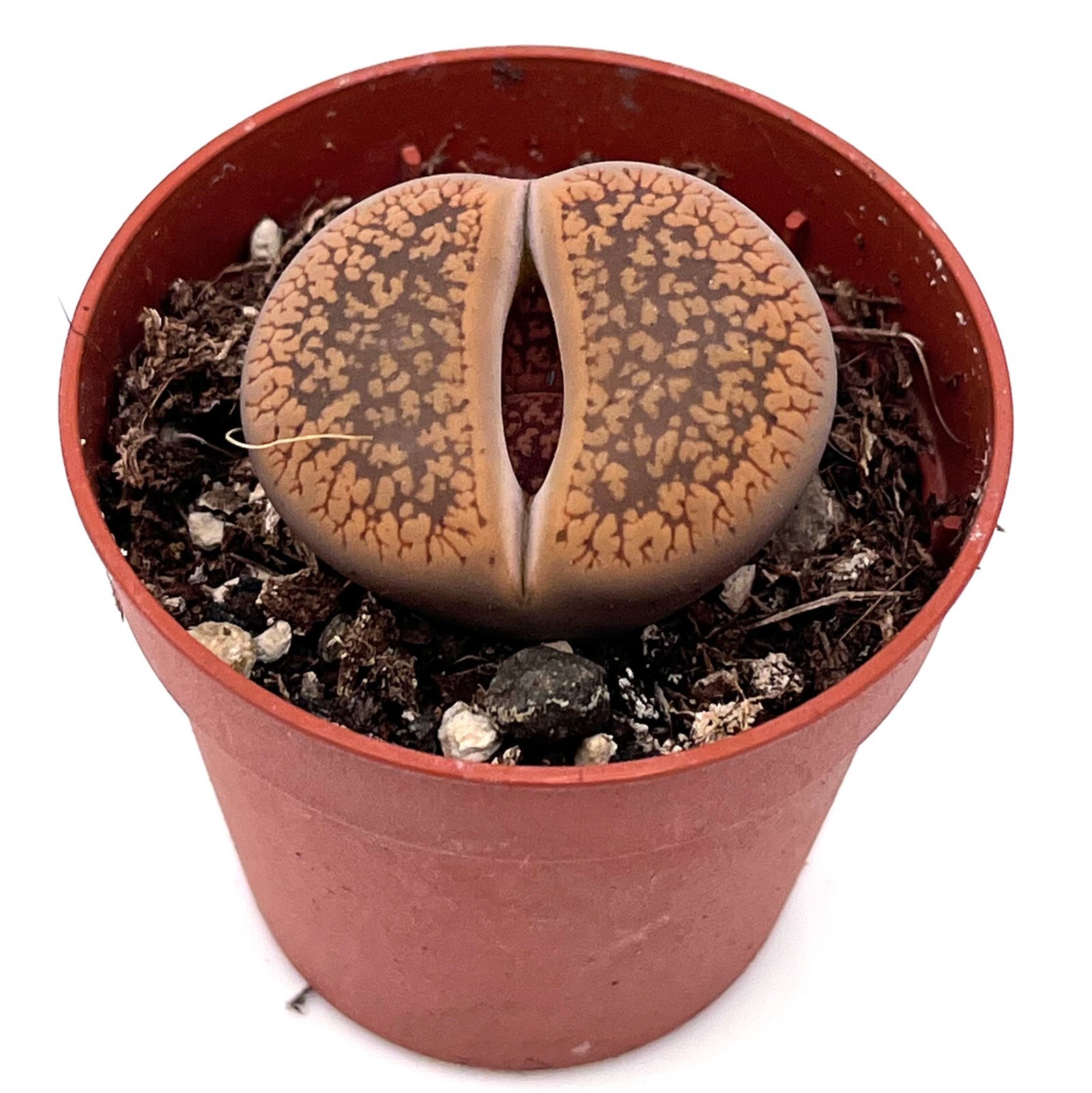 Large Lithop Living Stones pebble plant succulent single head in 5cm ...