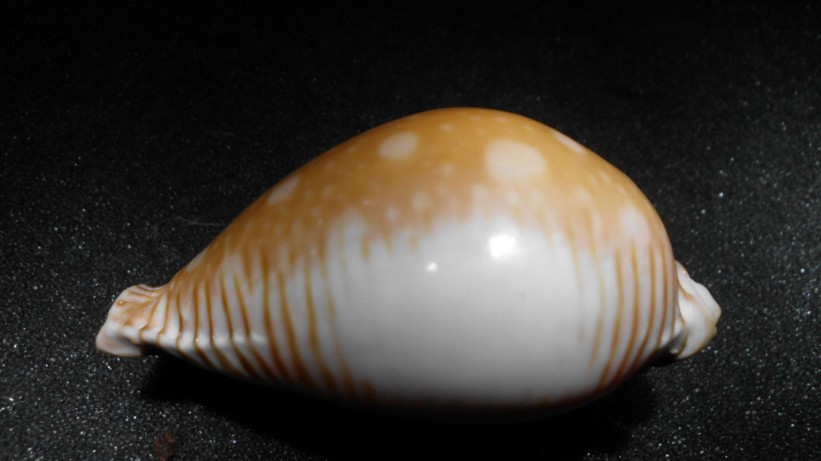 VERY RARE& HUGE/BIG CYPRAEA GUTTATA(GREAT SPOTTED/DROP COVERED COWRY ...