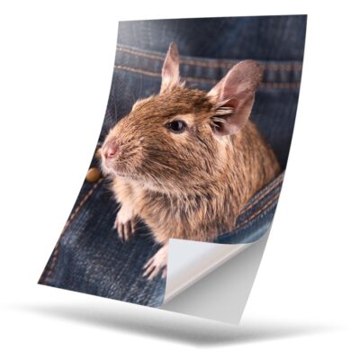 1 x Vinyl Sticker A4 - Rodent Rat Chile Chilean Degu #14145 | eBay UK
