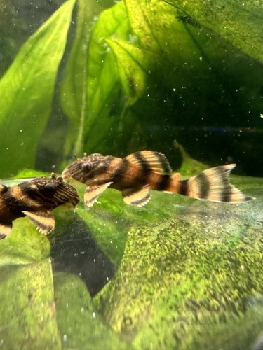 Stunning L347 Tiger Pleco - Juvenile " | Freshwater Tropical Aquarium ...