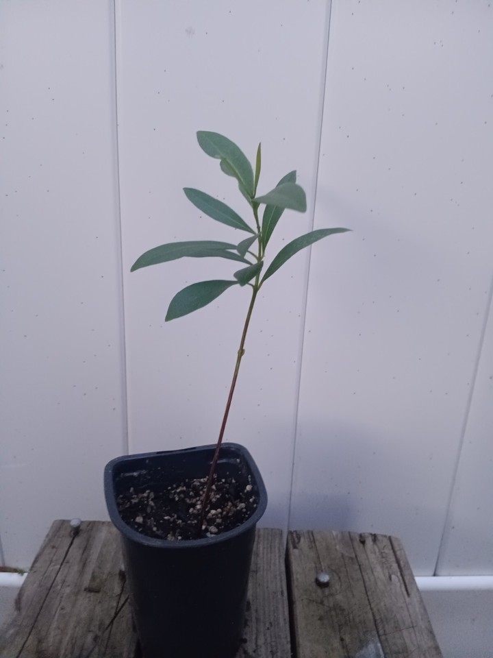 Java plum Syzygium cumini Live Plant Jamun Jambul Fruit Tree | eBay