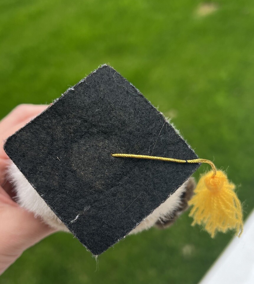 Graduation Teddy Owl With Hat Gift Sentimental Birthdays Bury, England ...