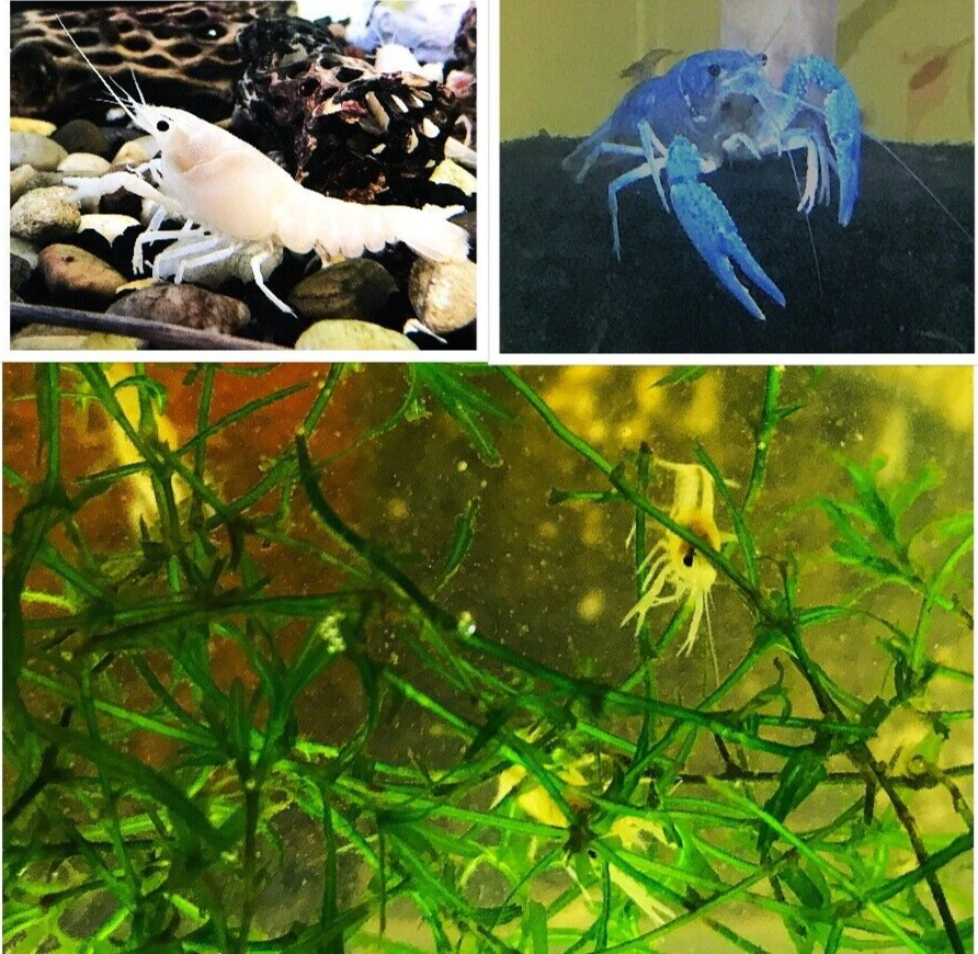 LIVE Electric Blue X White Hybrid Crayfish Juvenile - Procambarus ...