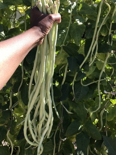 30 Snake bean seeds, String beans, Yard long beans Australian grown ...