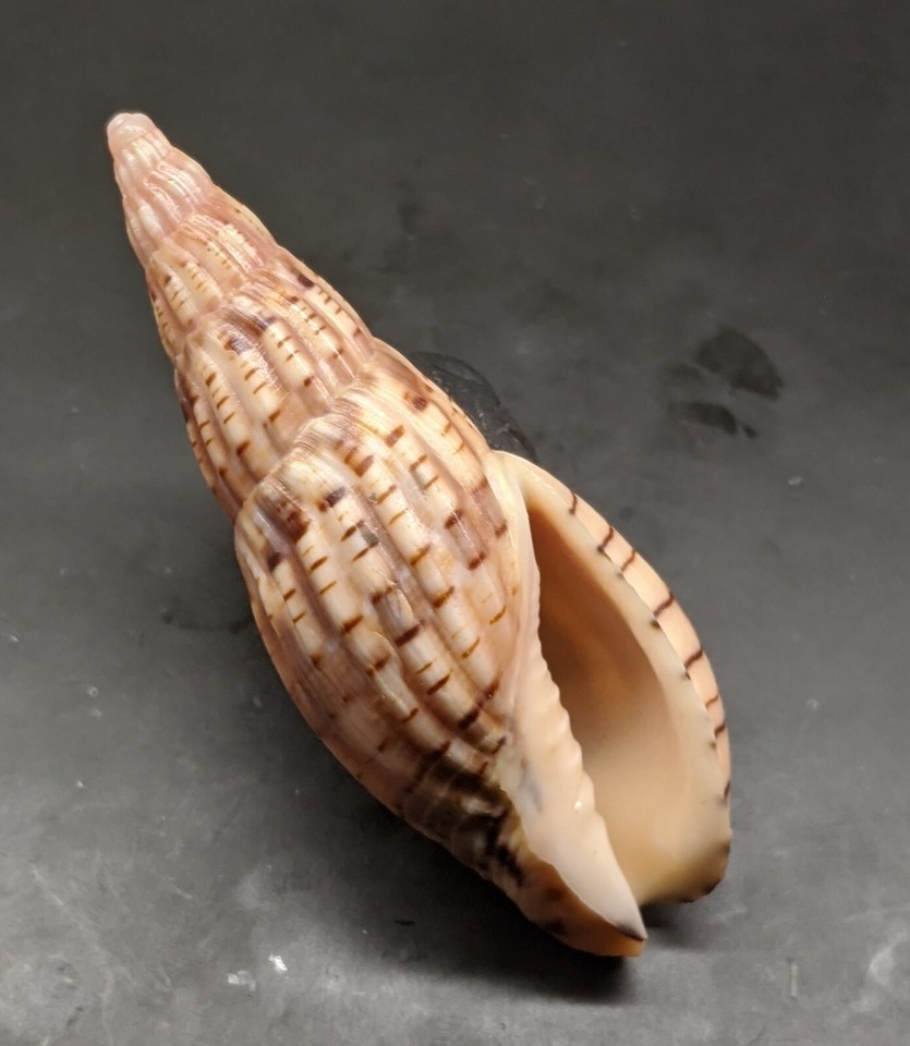 Lyria patbaili 69.4mm VOLUTIDAE Volute Seashell | eBay