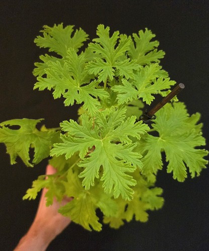 Geranium Hraveolens, Lemon Lime. Very Fragrant Leaves. Medicinal. 1 X ...