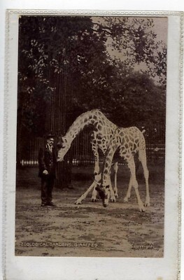 (KJg8475-477) RP,GIRAFFES,ZOOLOGICAL GARDENS GIRAFFES | eBay