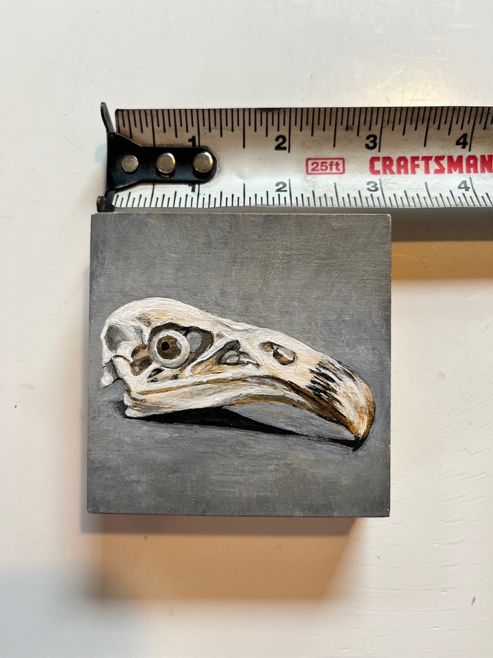 California Condor Skull Skeleton Hand Painting Gymnogyps californianus ...