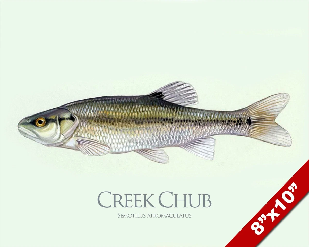 Minnow Fish In Creek