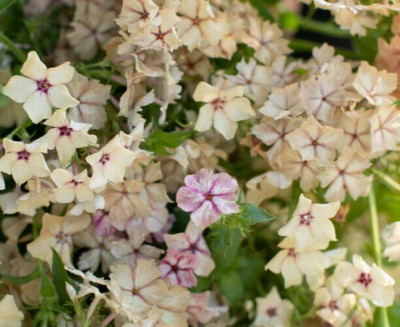 Phlox 'Cream Brulee' Fragrant Flower 25+ Seeds | eBay
