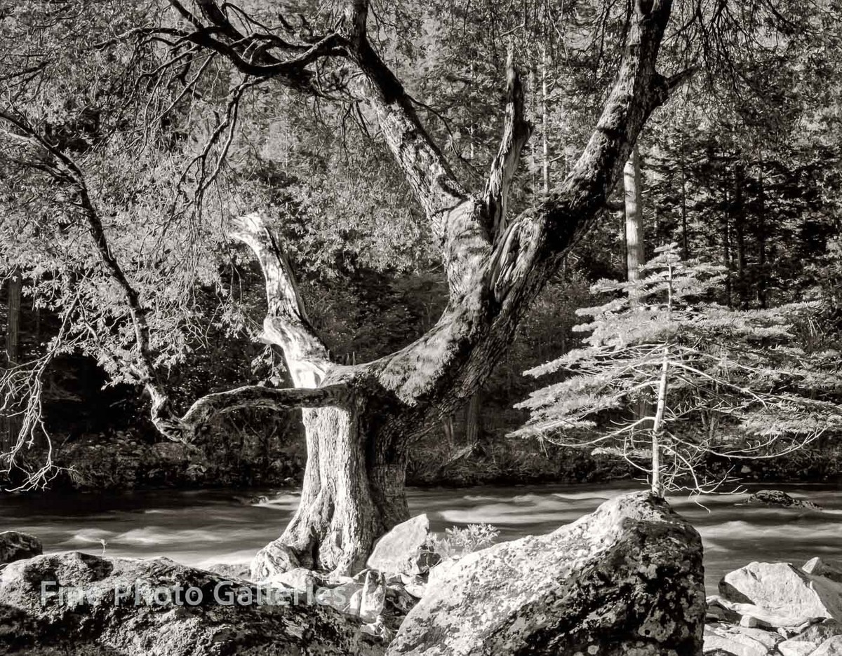 Tree Ansel Adams Photography