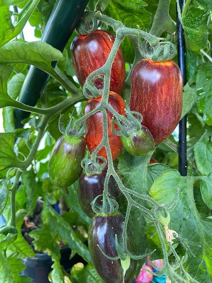 10 seeds Shadow Boxing DWARF Tomato Rare ORGANIC Variety | eBay