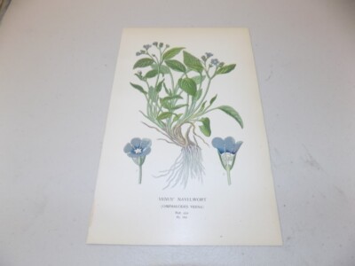 1897 Antique Floral Print / VENUS’ NAVELWORT, or, OMPHALODES VERNA | eBay