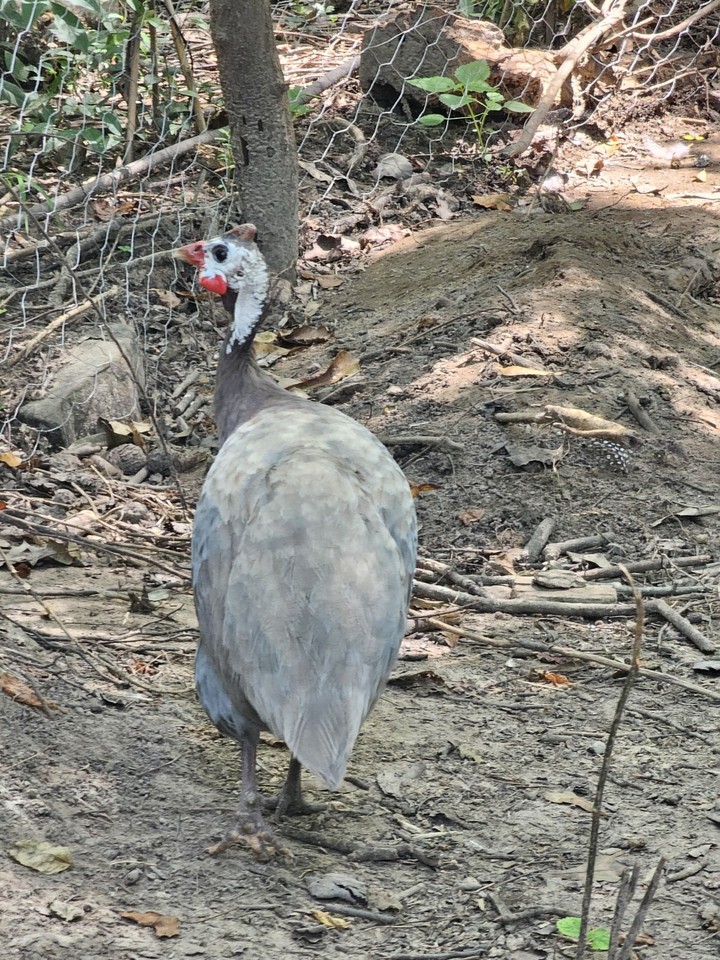 12 Guinea Fowl fertile hatching eggs NPIP/AI Clean | eBay