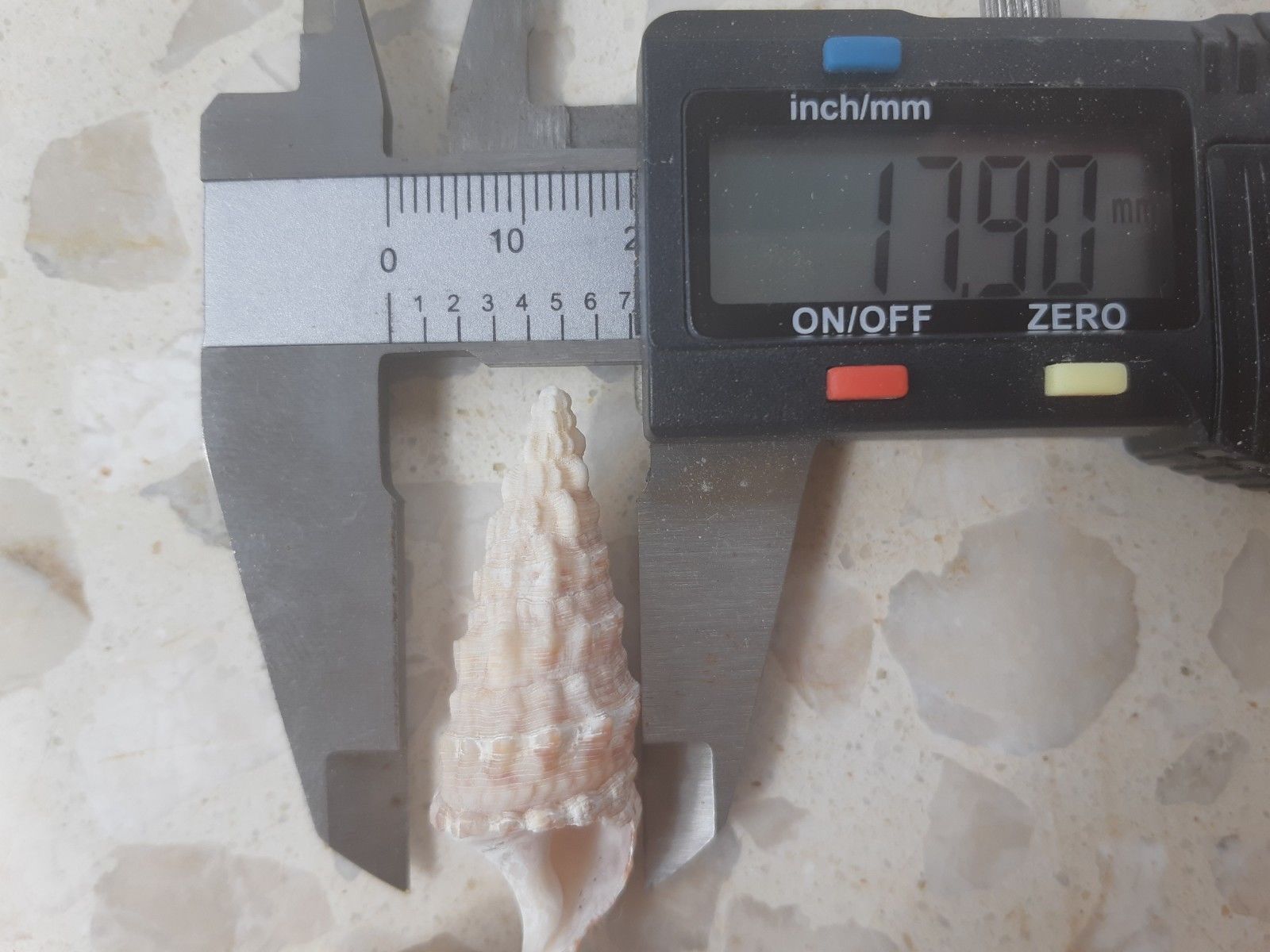 Cerith - Cerithium Vulgatum sea shell family of Cerithiidae of ...