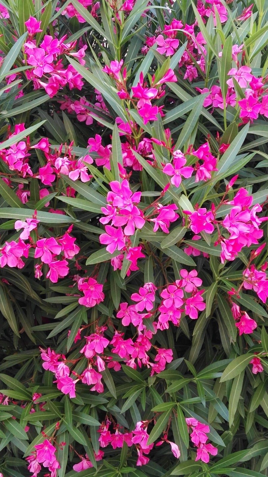 Pianta di Oleandro vaso 14 Cespuglio di Oleandro ROSA FORTE | eBay