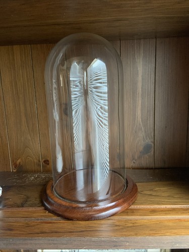 Large Glass Dome Display Wood Base 11” Tall Dome | eBay