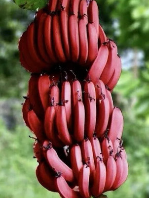 Cuban Red Banana Plant - AKA Red Dacca - Live Plant-LOWEST PRICE ON ...