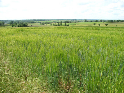 Photo 6x4 View across ripening crops Upper Stoke/TG2502 This view was ...
