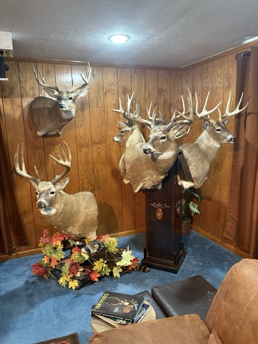 Multiple Whitetail Deer Mounts,Taxidermy,Cabin decor ,Pickup Only | eBay