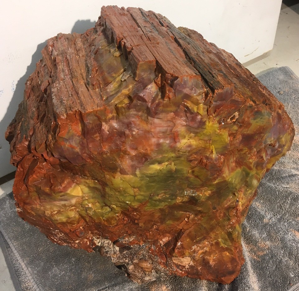 Petrified Wood Arizona Rainbow Rare Natural Fossil Rough Raw Solid Slab ...