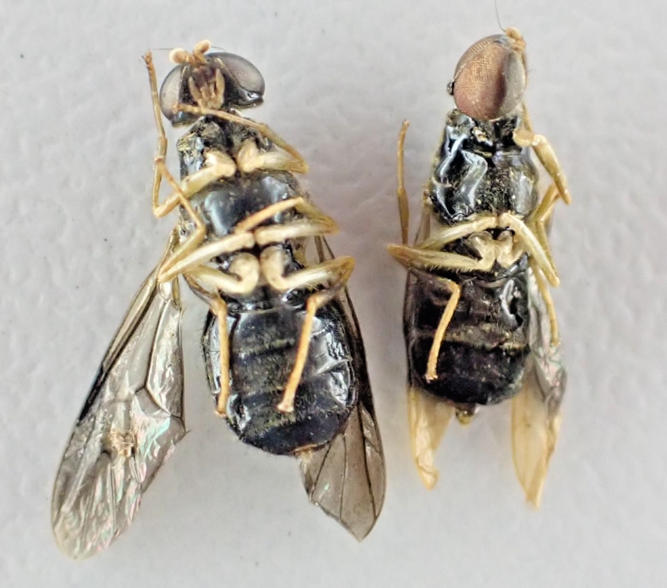 D42176. Insects, Beetles, Diptera sp. Vietnam, Cao Bang | eBay