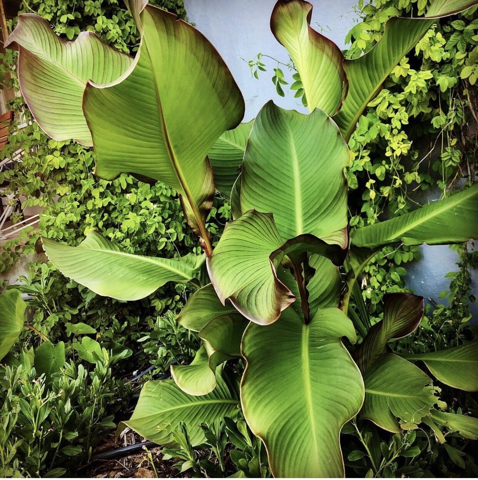 1x Rojo QLD Arrowroot / Canna edulis (Rhizome Tuber) Edible Plant ...