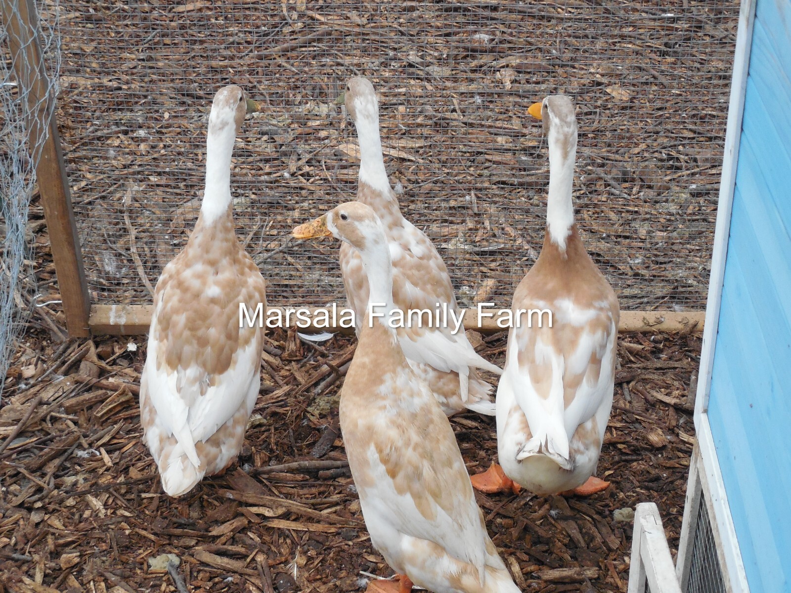 Fawn And White Runner Duck