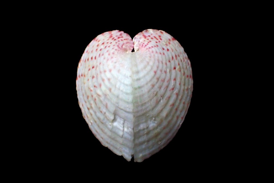 Tatskieshells - Corculum impressum 58mm- Heart Shell | eBay