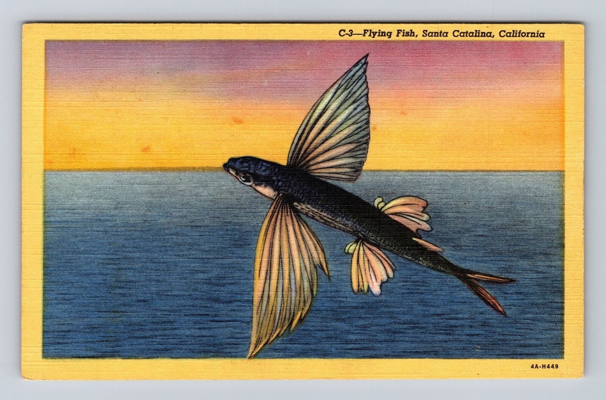 Catalina Flying Fish Catalina Island Island California Flying Fish