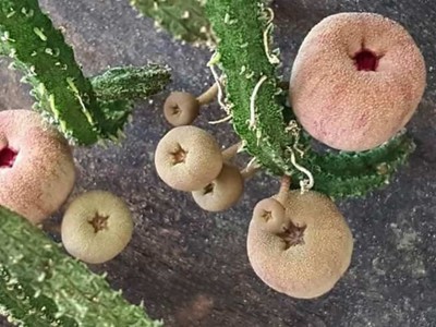 Echidnopsis malum apple echidnopsis [E27S] (5+ seeds) | eBay