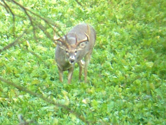 Deer Food Plot Seed |Trophy Rack Deer Mix | Winter Fall | 10 lbs | eBay
