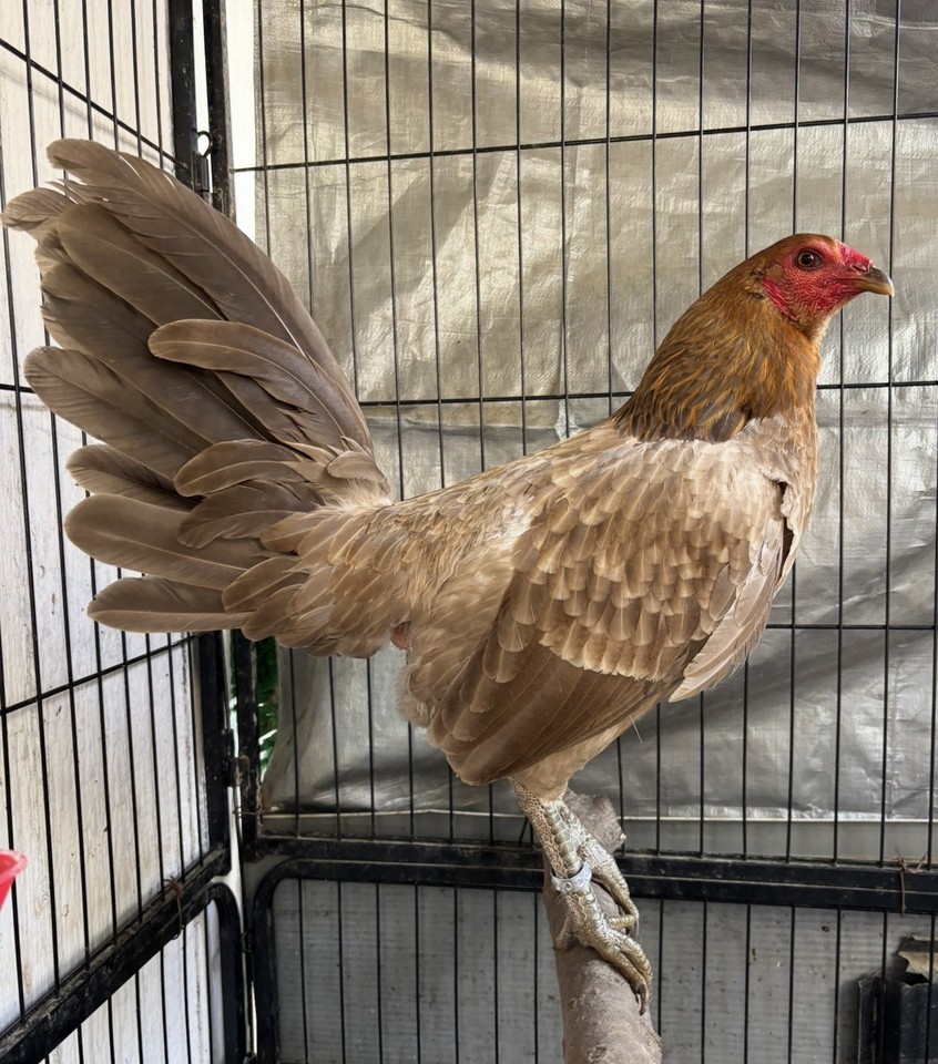 Pure Hennie ( Pullet Hatching ,Eggs american gamefowl, poultry, chicken ...