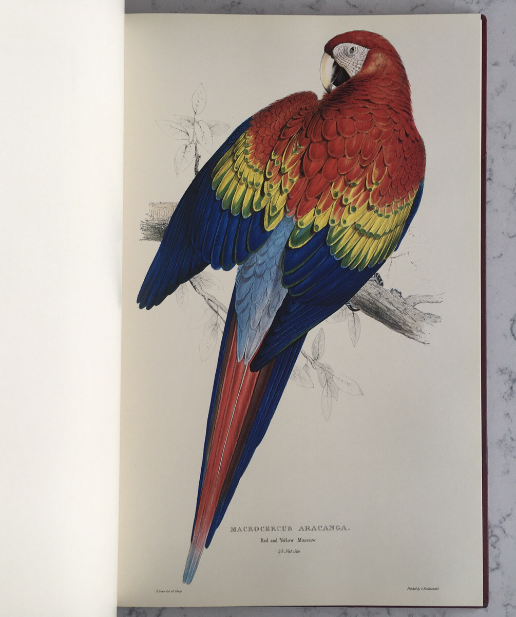 ILLUSTRATIONS OF THE FAMILY OF PSITTACIDAE OR PARROTS EDWARD LEAR BOOK ...