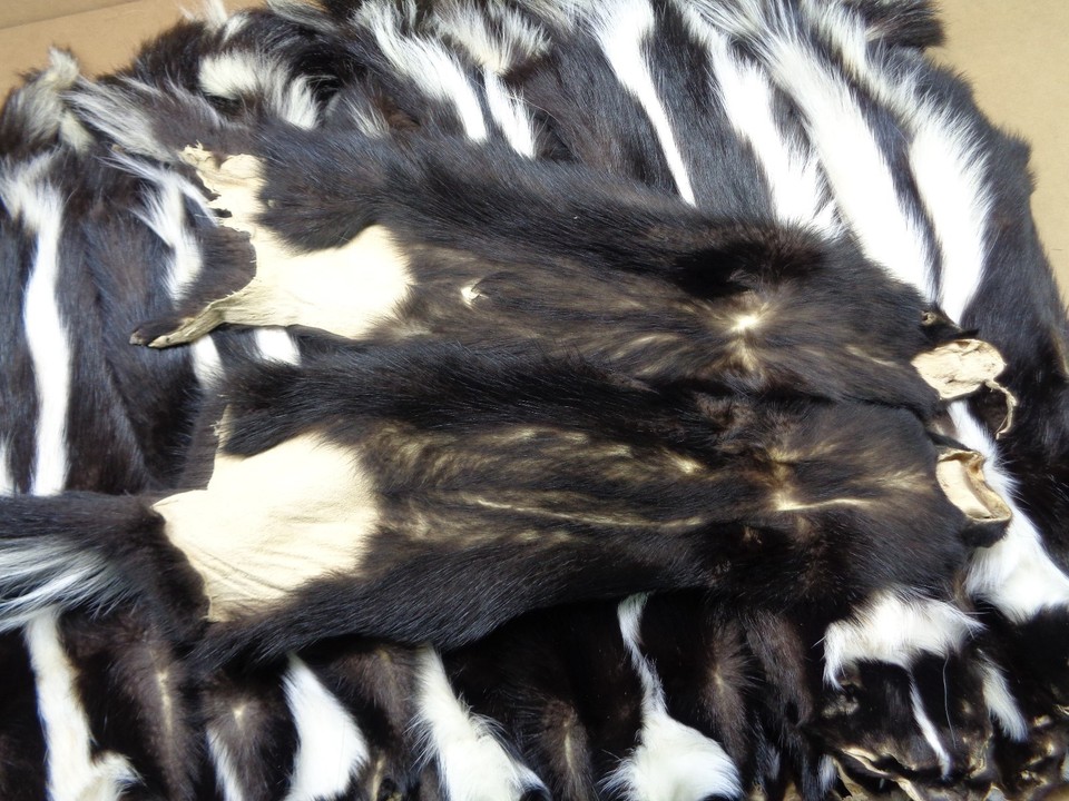 Professionally Prime #1 Tanned striped skunk hide/fur/gag gift/Prank | eBay