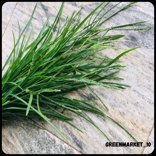 Paragis Plant Dried Eleusine GooseGrass Ayurvedic Poaceae Herbal Tea ...
