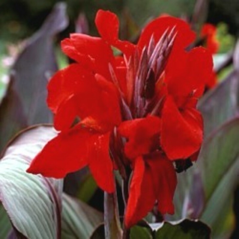 3 Large Bronze Purple Canna Lily Bulbs Rhizomes Red Blooms Grows 4-6 Ft ...