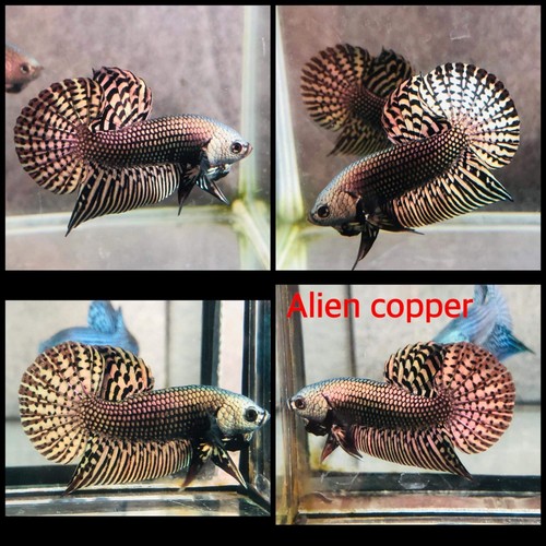 Copper Alien Wild Male Betta Fish - Combined Shipping | eBay