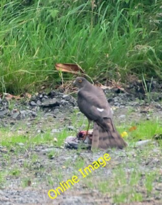Photo 6x4 Sparrow Hawk jealously guarding its prey on the Dernakesh ...