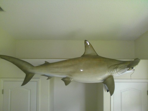 112 Inch (9 ft 4 in) Golden Hammerhead Shark Mount (gray taxidermy) | eBay
