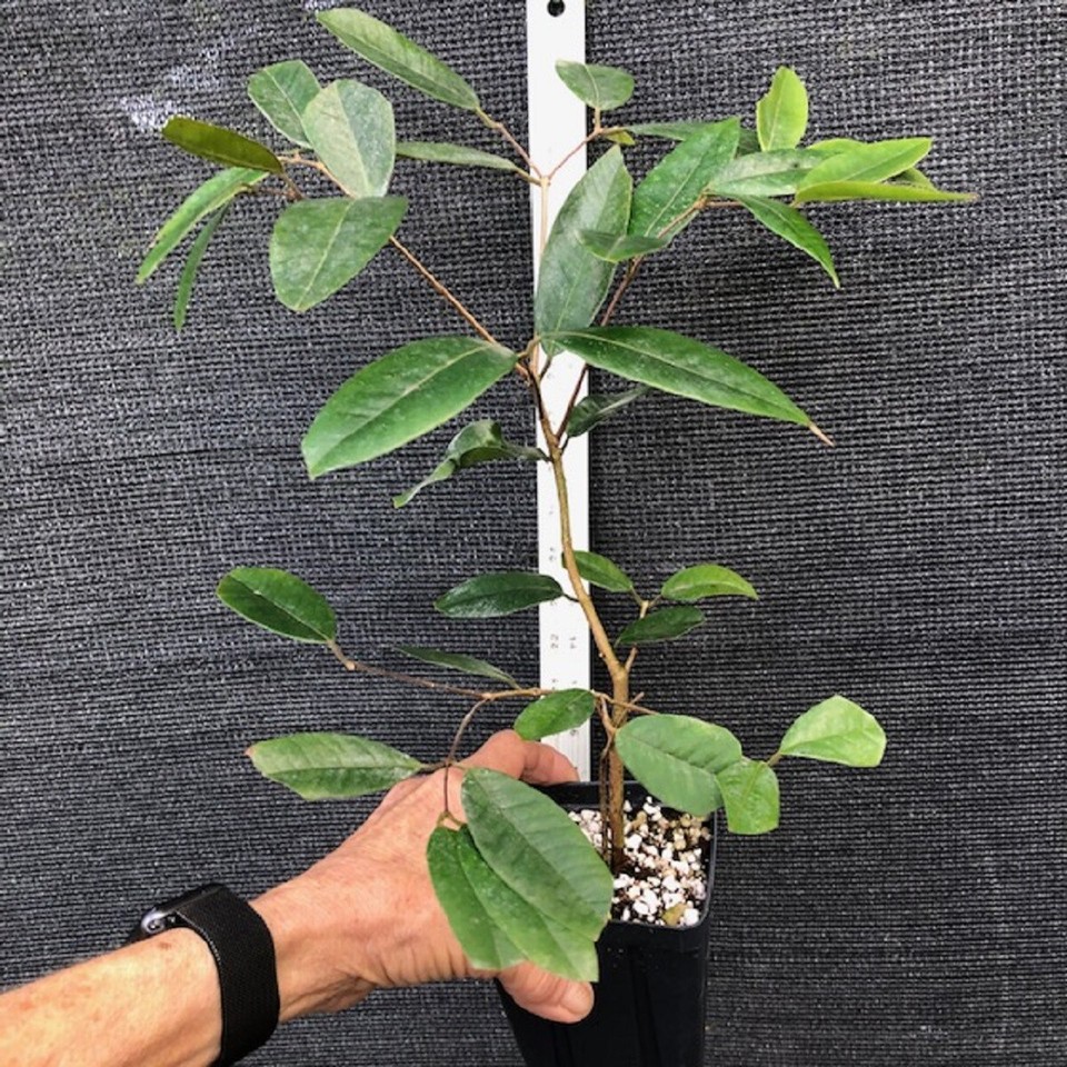 ~CAMBUCA~ Plinia edulis Fruit Tree Mango-Papaya taste 12-18"+in Potd ...