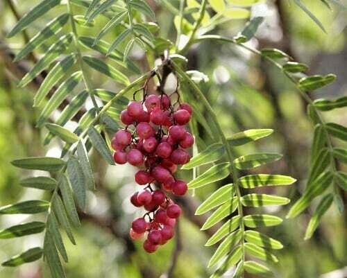 Schinus molle - Pepperina / Chilean Pepper Tree - 20 seeds | eBay Australia